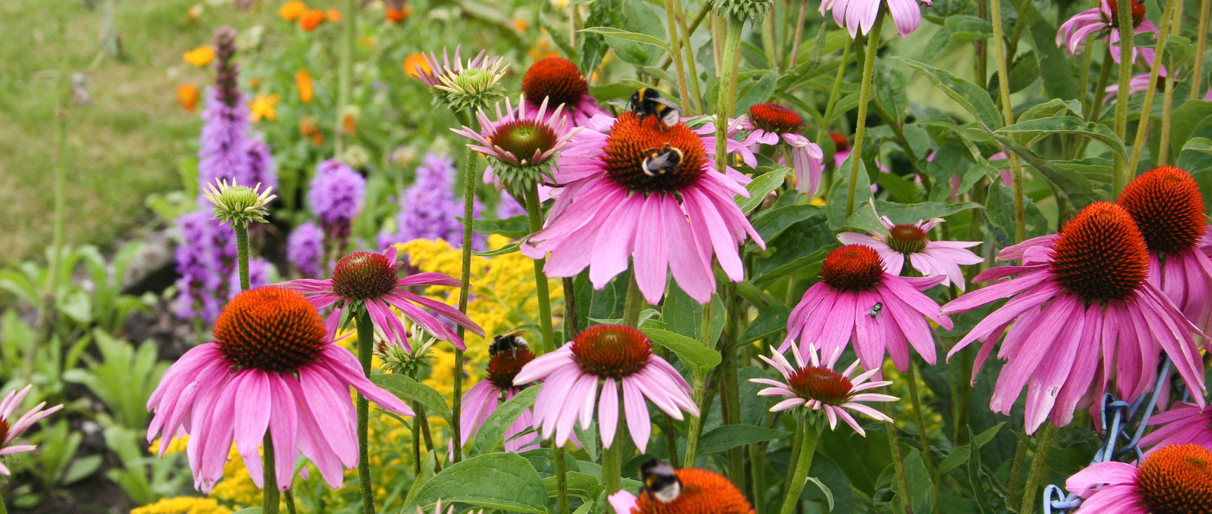 County Board Public Meeting to get input on 2026 Budget